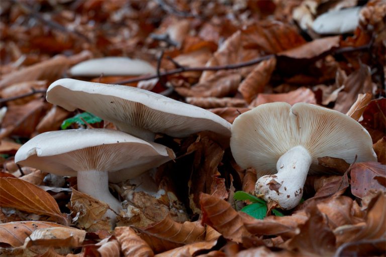 Clitocybe nebularis: la seta pardilla o seta de brezo - Blog LCDLS