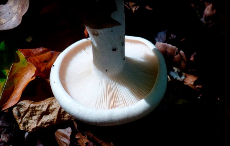 Clitocybe nebularis: la seta pardilla o seta de brezo - Blog LCDLS