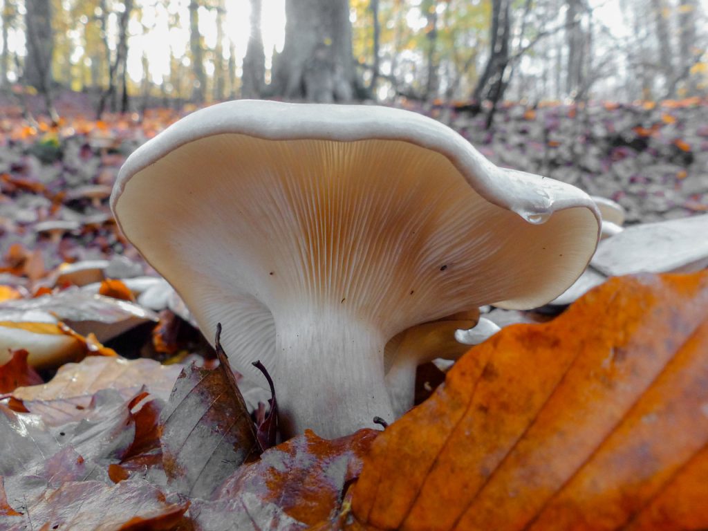 Clitocybe nebularis: la seta pardilla o seta de brezo - Blog LCDLS