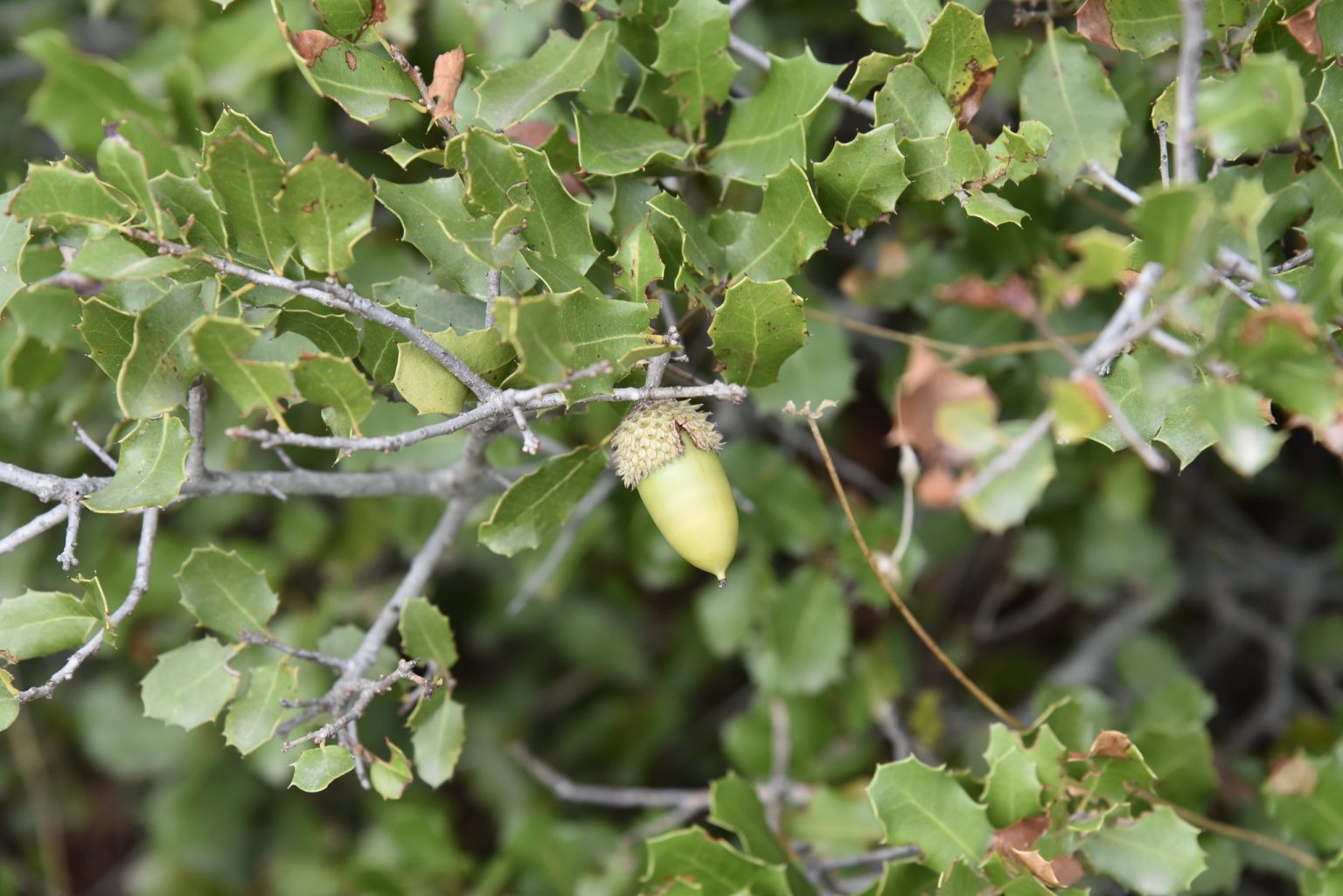 Quercus, las principales especies ibéricas - Blog LCDLS