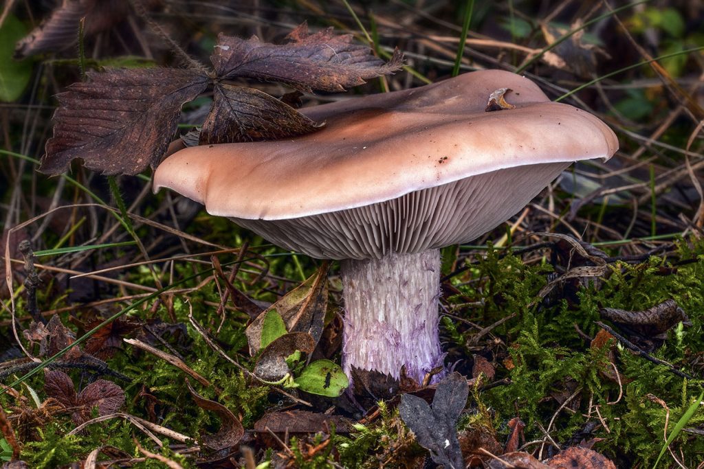 Lepista personata: la seta de pie violeta - Blog LCDLS