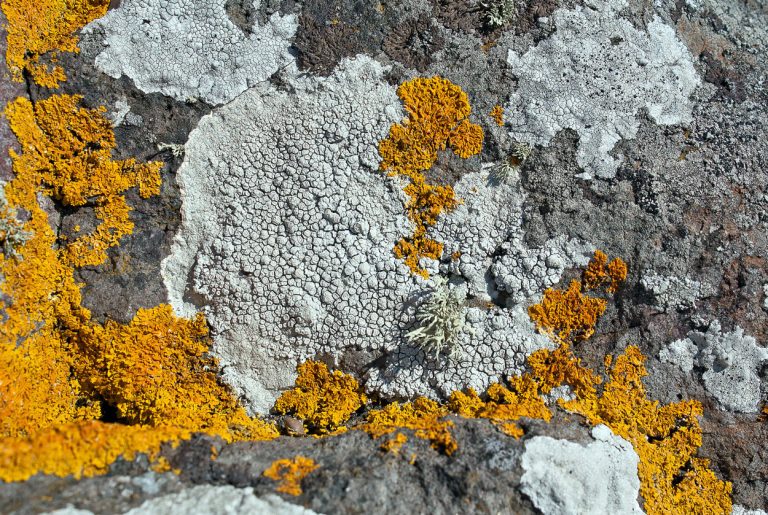 Líquen, qué es y cuál es su papel vital en la naturaleza - Blog LCDLS