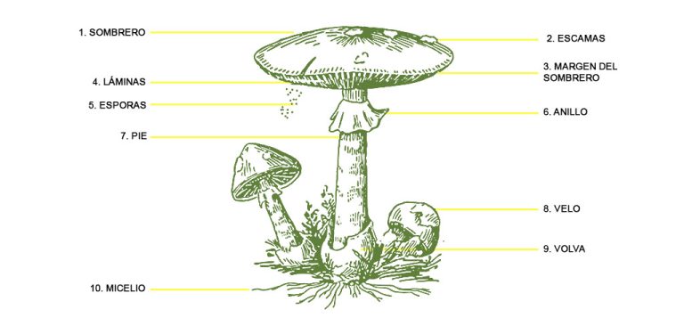 ¿Cuales son las partes de una seta? - Blog LCDLS