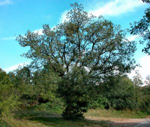 Quercus, las principales especies ibéricas - Blog LCDLS