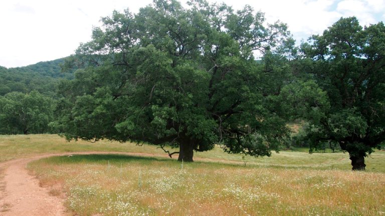 Quercus, las principales especies ibéricas - Blog LCDLS
