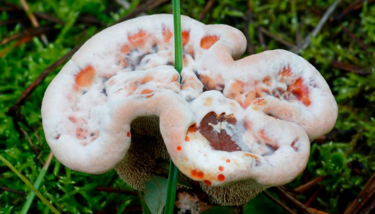 Hydnellum peckii, la seta sangrante - Blog LCDLS