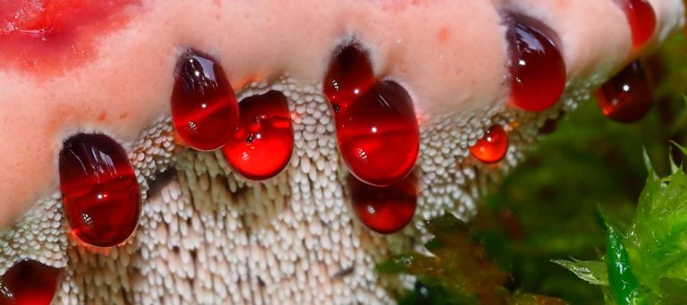 Hydnellum peckii, la seta sangrante - Blog LCDLS