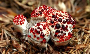 Hydnellum peckii, la seta sangrante - Blog LCDLS