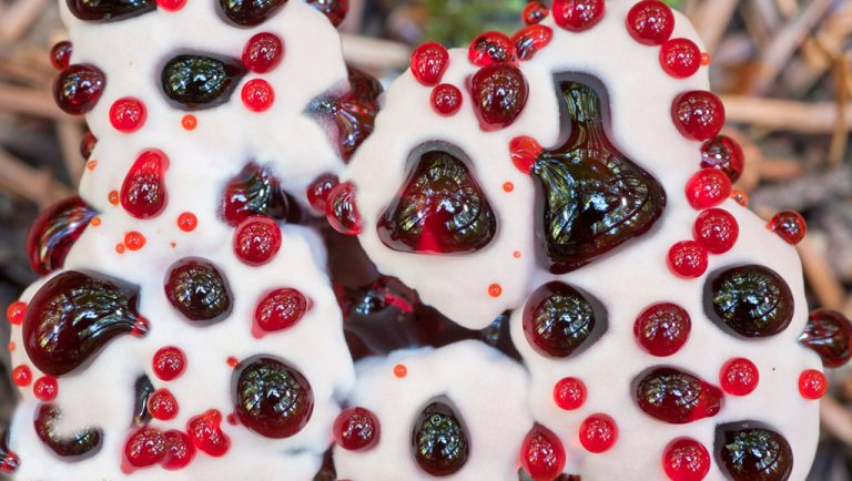 Hydnellum peckii, la seta sangrante - Blog LCDLS