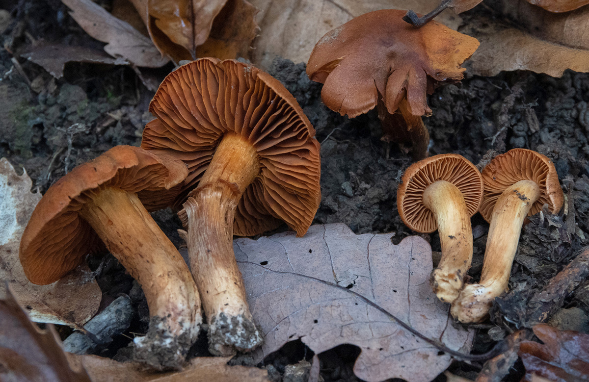 Cortinarius orellanus: la setilla mortal - Blog LCDLS