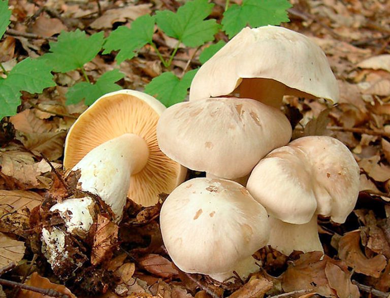 Entoloma lividum: les secrets du champignon trompeur - Blog LCDLS