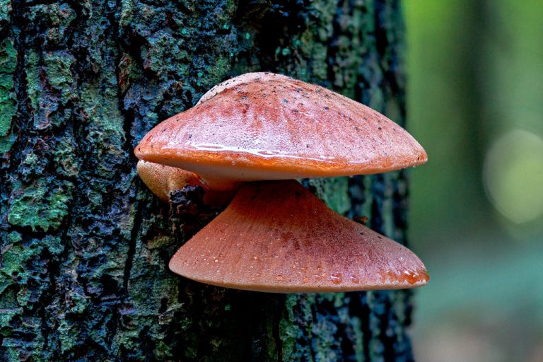 Fistulina hepática: el hongo hígado de buey - Blog LCDLS