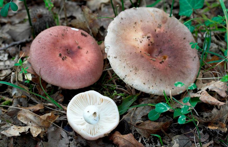 Russula Vesca, el encanto rosado del bosque ⊛ Blog de Setas