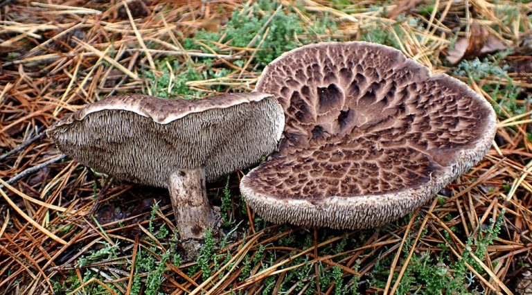 Sarcodón imbricatus, hidno escamoso, una bella especie otoñal - Blog LCDLS