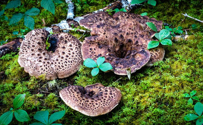 Sarcodón imbricatus, hidno escamoso, una bella especie otoñal - Blog LCDLS