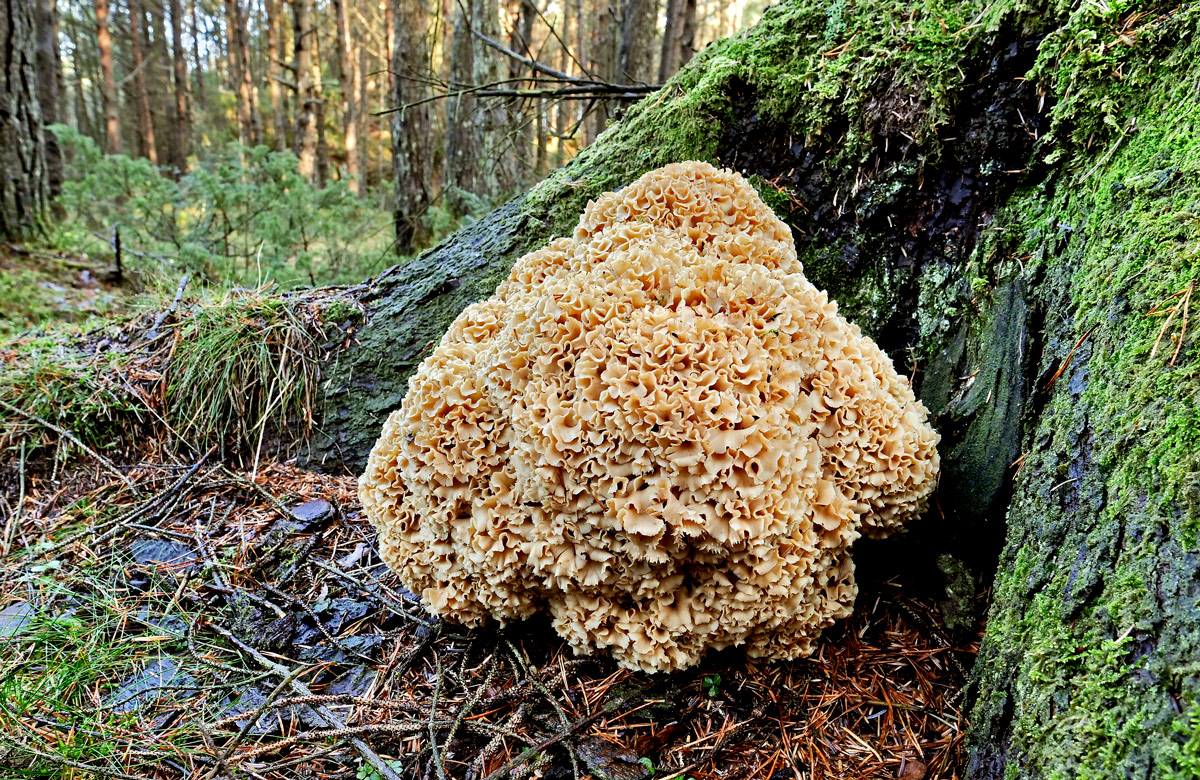 Sparassis crispa: le champignon chou-fleur - Blog LCDLS