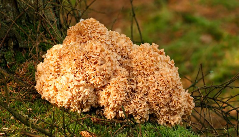 Sparassis crispa: la seta coliflor - Blog LCDLS
