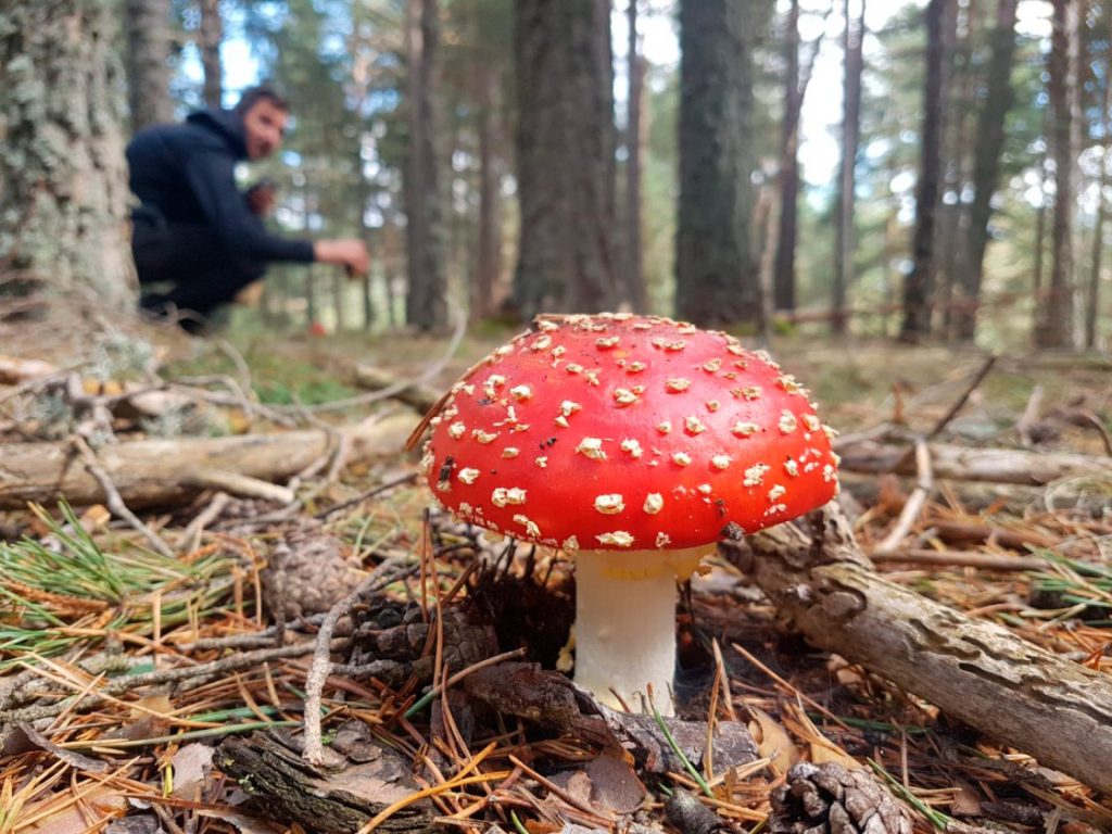 Setas y hongos. Qué tipos hay y cuál es su función en el bosque - Blog ...