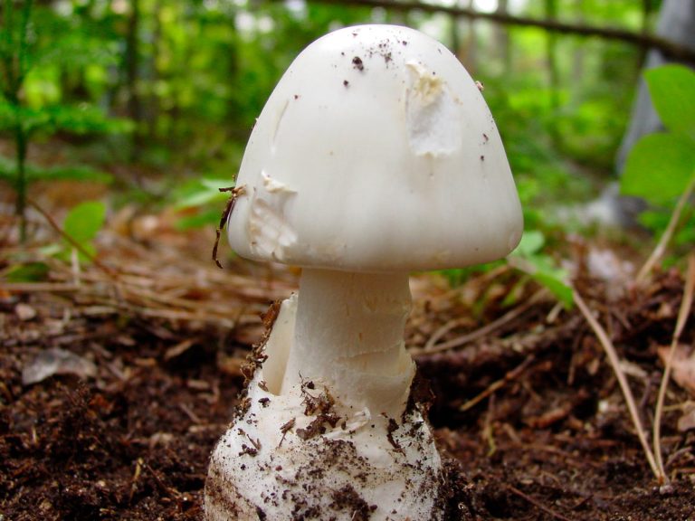 Amanita virosa, identificación y caracteristicas de esta peligrosa seta