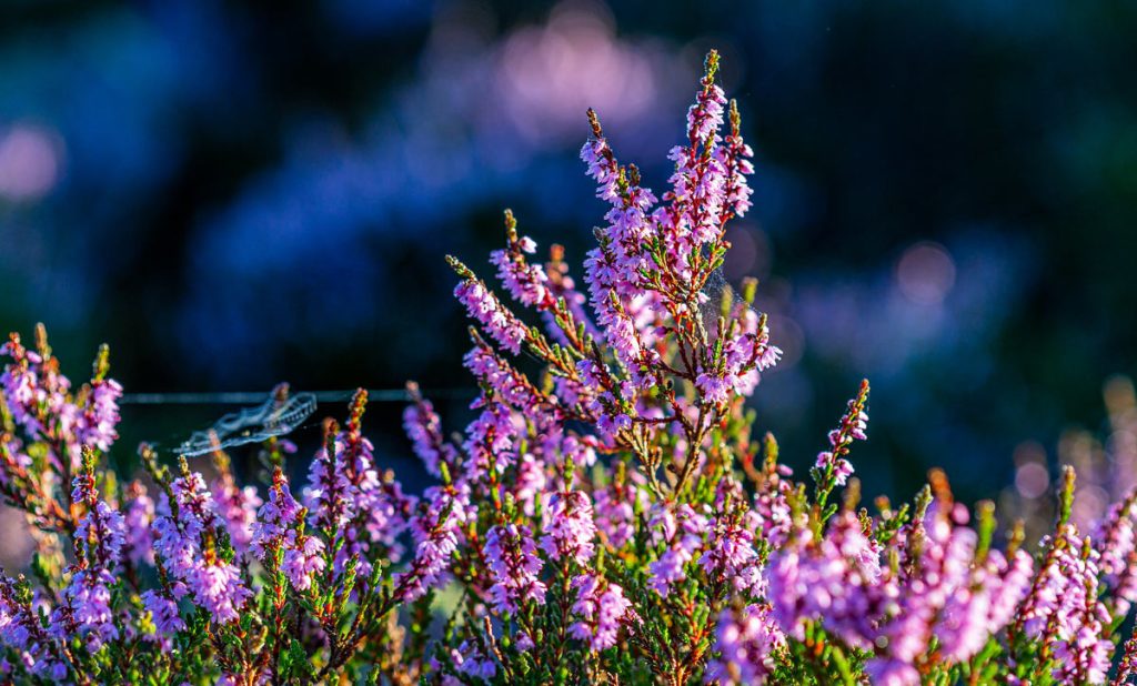 Brezo, Calluna vulgaris, guía completa - Blog LCDLS