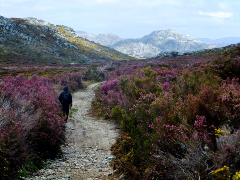 Brezo, Calluna vulgaris, guía completa - Blog LCDLS