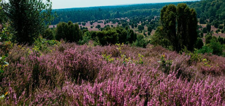 Brezo, Calluna vulgaris, guía completa - Blog LCDLS