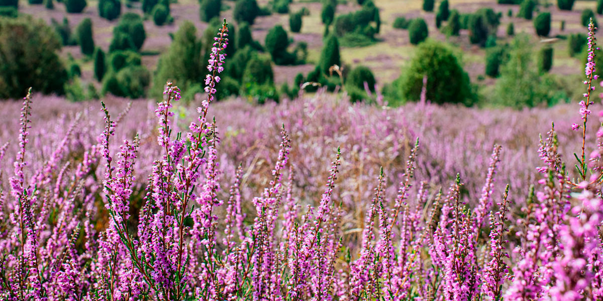 Urze, Calluna vulgaris, guia completo - Blog LCDLS