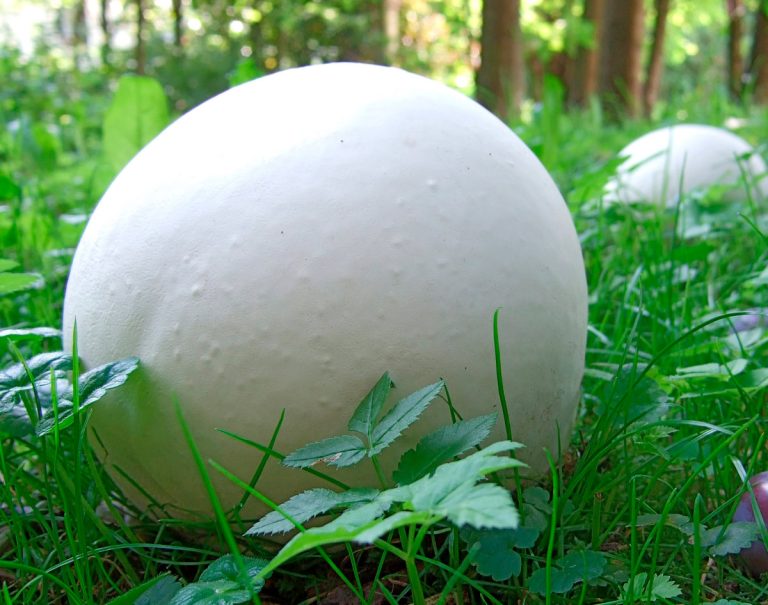 Calvatia gigantea, giant puffball, a mushroom of imposing size. - Blog ...