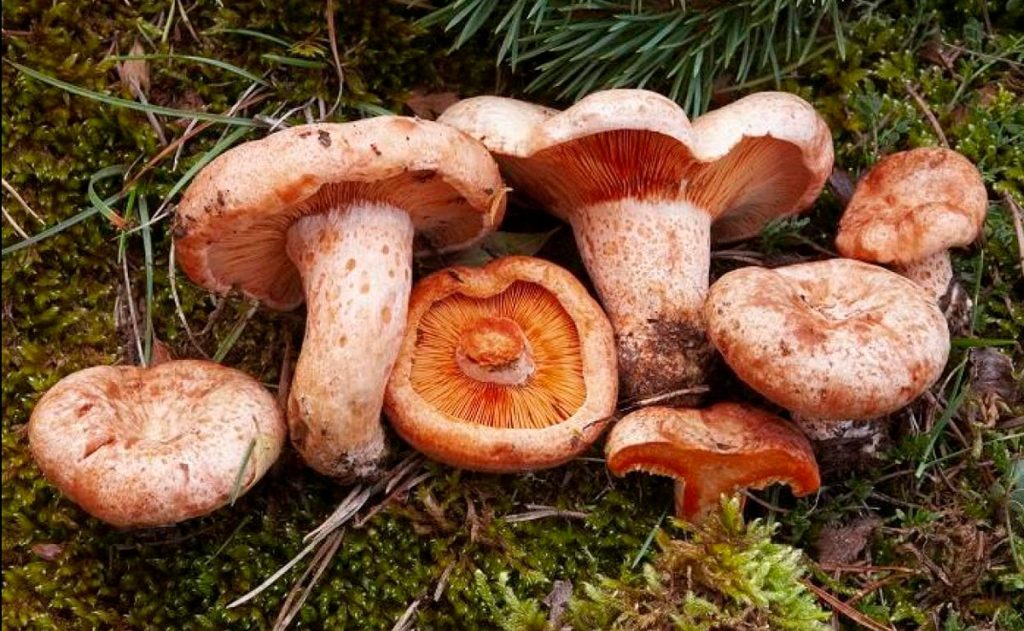 Setas y hongos. Qué tipos hay y cuál es su función en el bosque - Blog ...