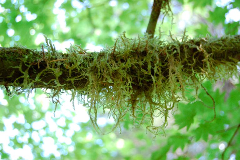 Musgo: Qué Es, Características y Ejemplos - Blog LCDLS