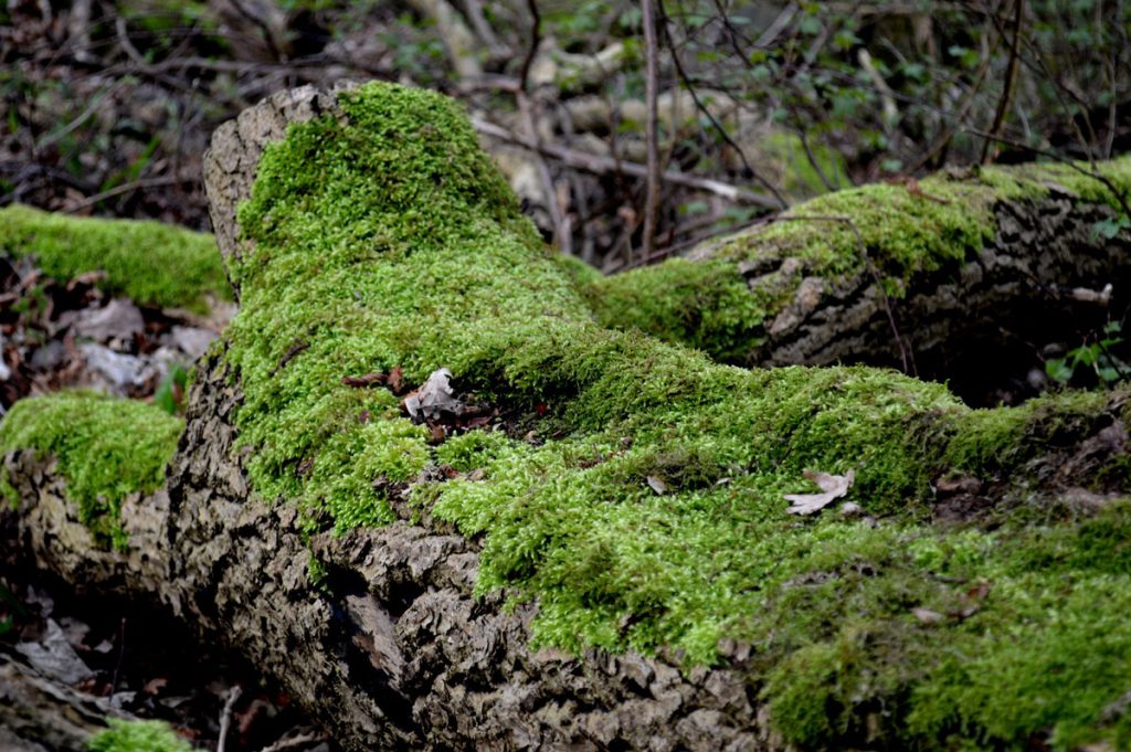Musgo: Qué Es, Características y Ejemplos - Blog LCDLS