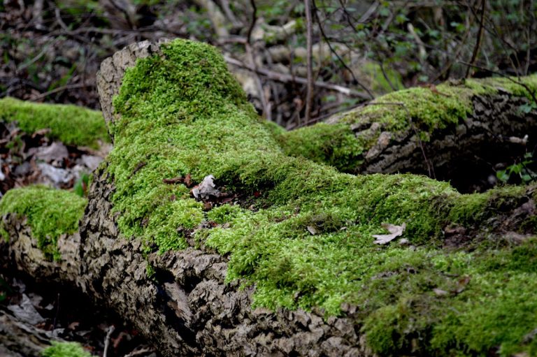 Musgo: Qué Es, Características y Ejemplos - Blog LCDLS