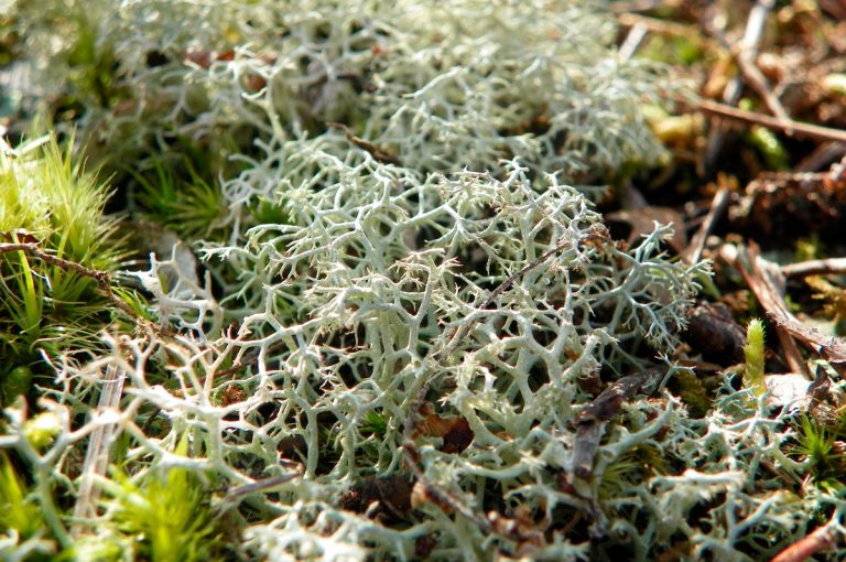 Musgo: Qué Es, Características y Ejemplos - Blog LCDLS