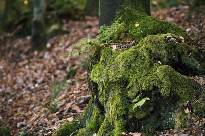 Musgo: Qué Es, Características y Ejemplos - Blog LCDLS