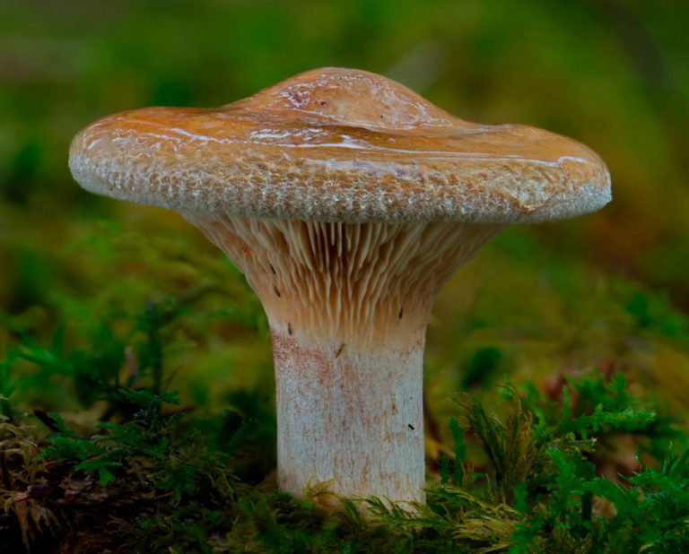 Paxillus involutus, a fascinating and dangerous mycological species ...