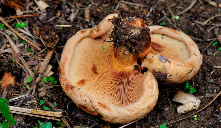Paxillus involutus, una fascinante y peligrosa especie micológica ...