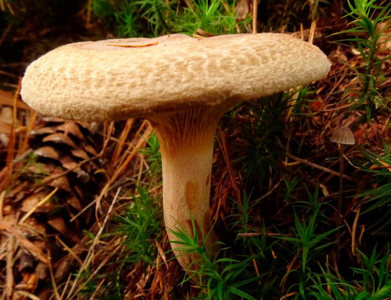 Paxillus involutus, una fascinante y peligrosa especie micológica ...