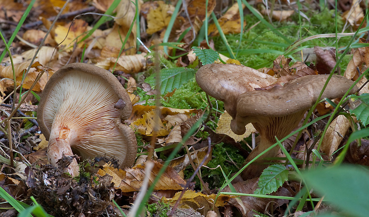 Paxillus involutus, una fascinante y peligrosa especie micológica ...