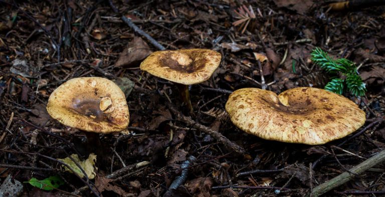 Paxillus involutus, una fascinante y peligrosa especie micológica ...