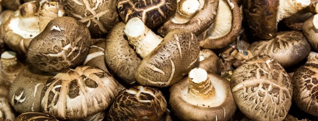 Japanese mushrooms: a complete guide of varieties, uses and curiosities ...