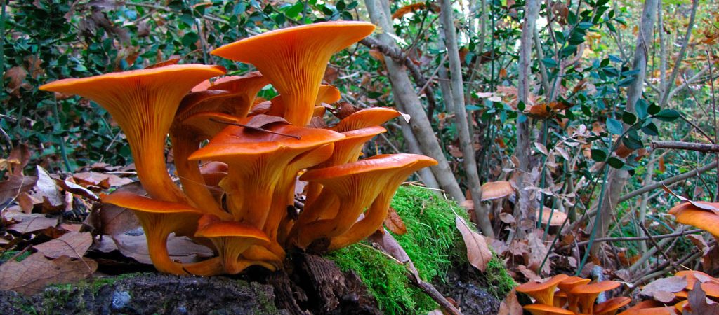 Seta de olivo, Omphalotus olearius ⊛ Blog de Setas