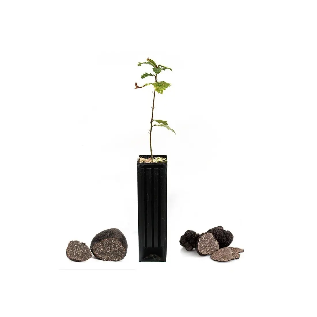 Quercus Pubescens Winter Truffle Trees - Grow Your Own...